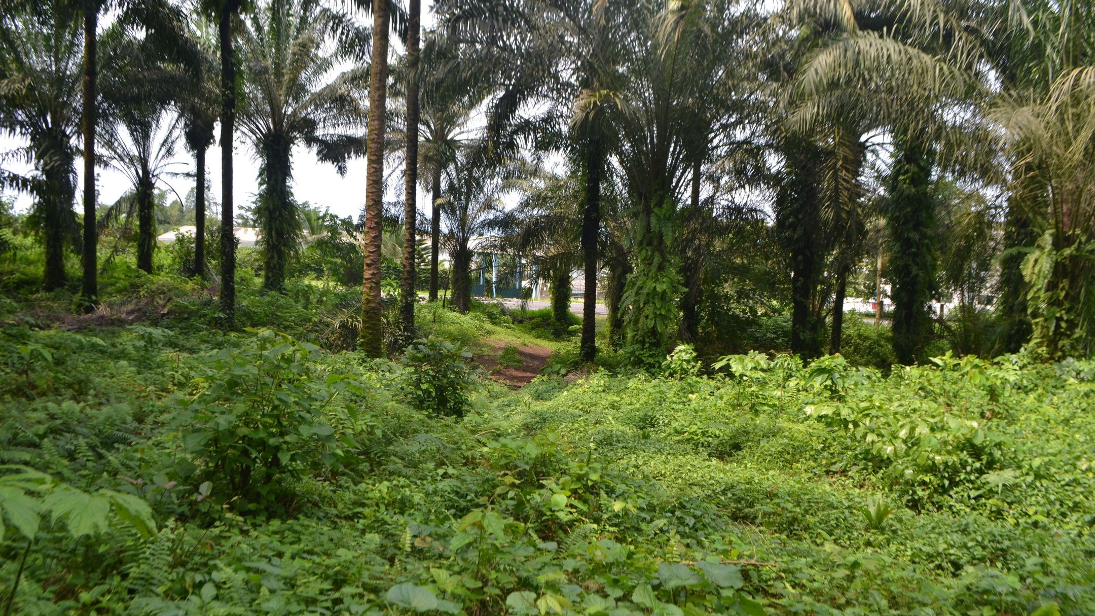 Hotel Seme Beach, Limbe, Cameroon - Compare Deals